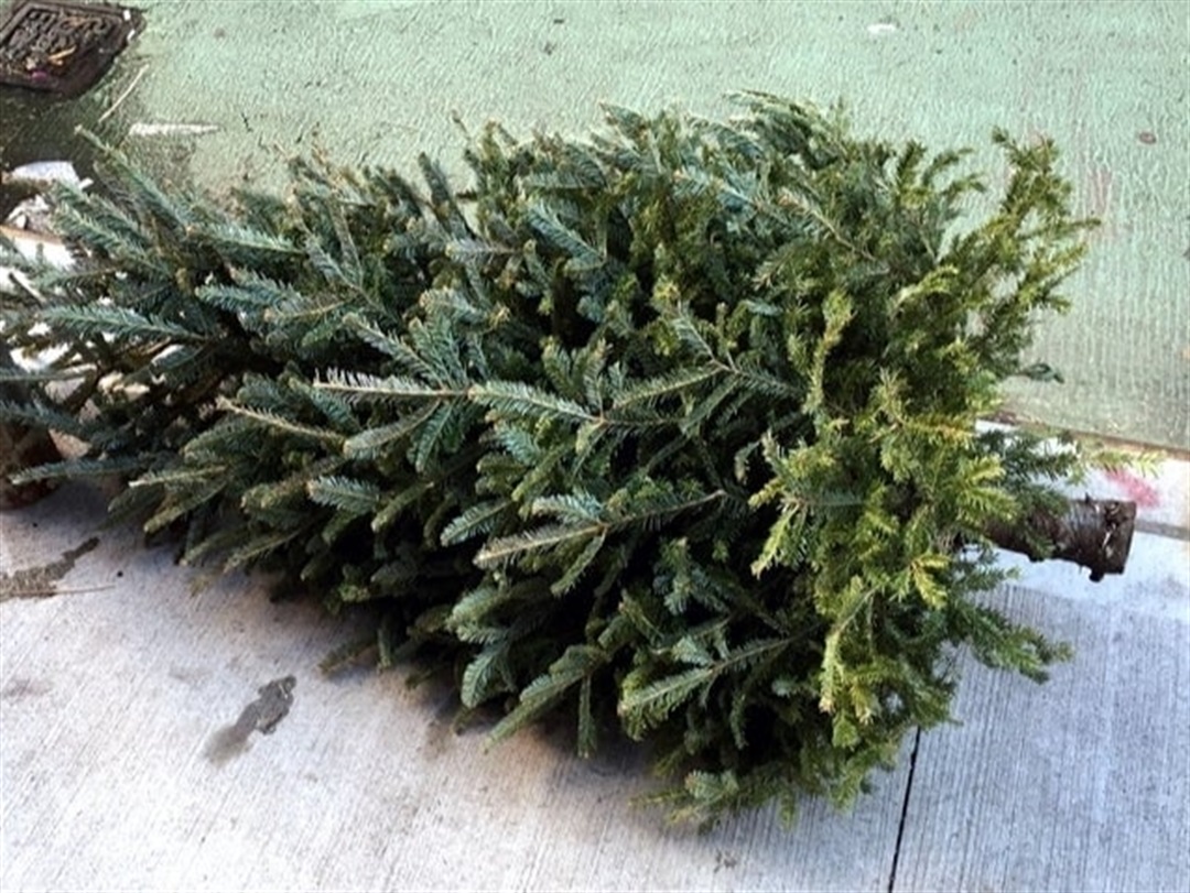 Guidelines for Curbside Pickup of Natural Christmas Trees - City of ...